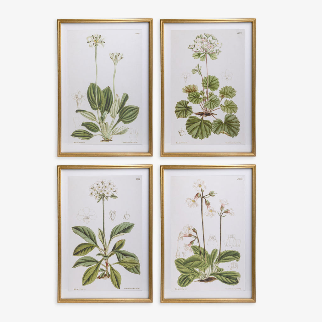 Floral Print in Gold Frame 4 | Framed Botanical Art Print